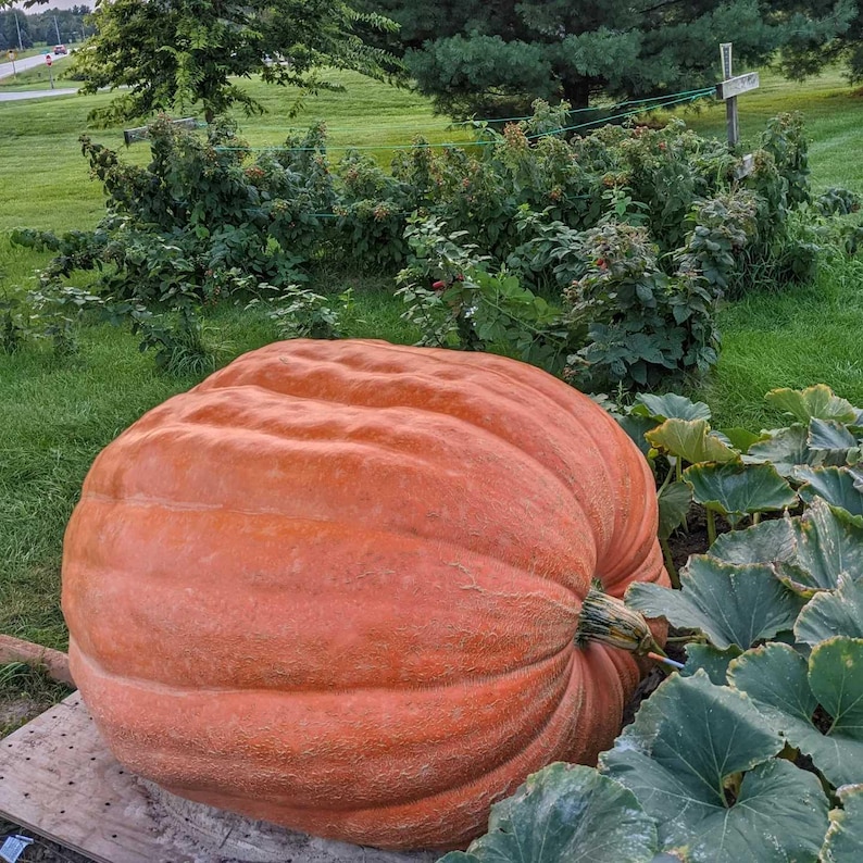Atlantic Giant Pumpkin Seeds – Packet of 2 Seeds | Grow Huge, Bright ...