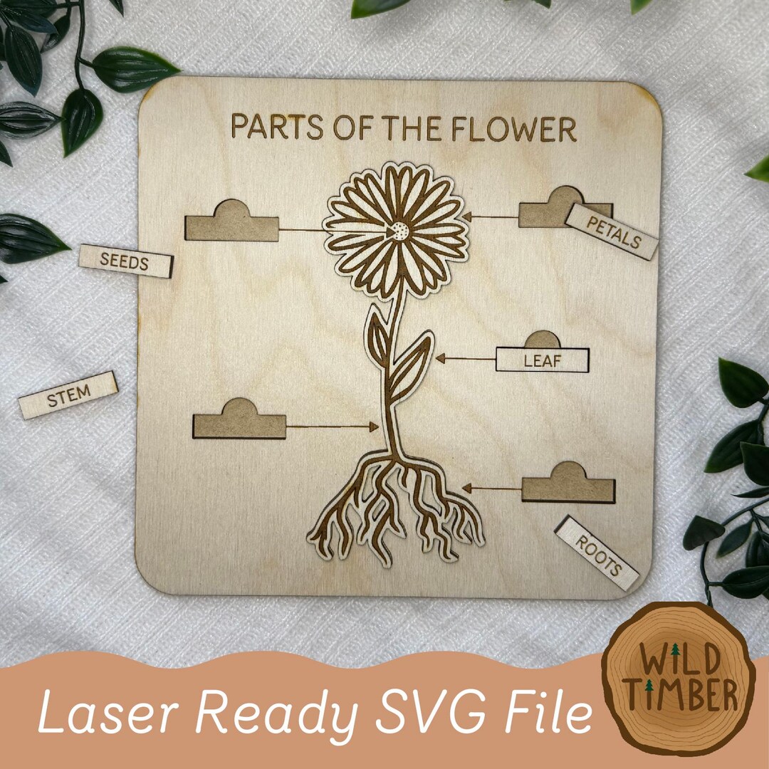 Montessori Parts of the Flower Puzzle SVG Classroom Laser Cut File ...