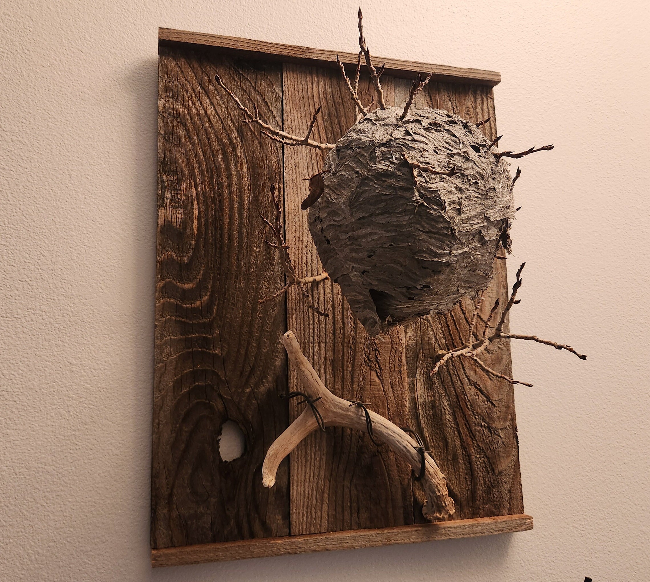 Bald-faced Hornet Paper Nest With Mule Deer Antler - Etsy