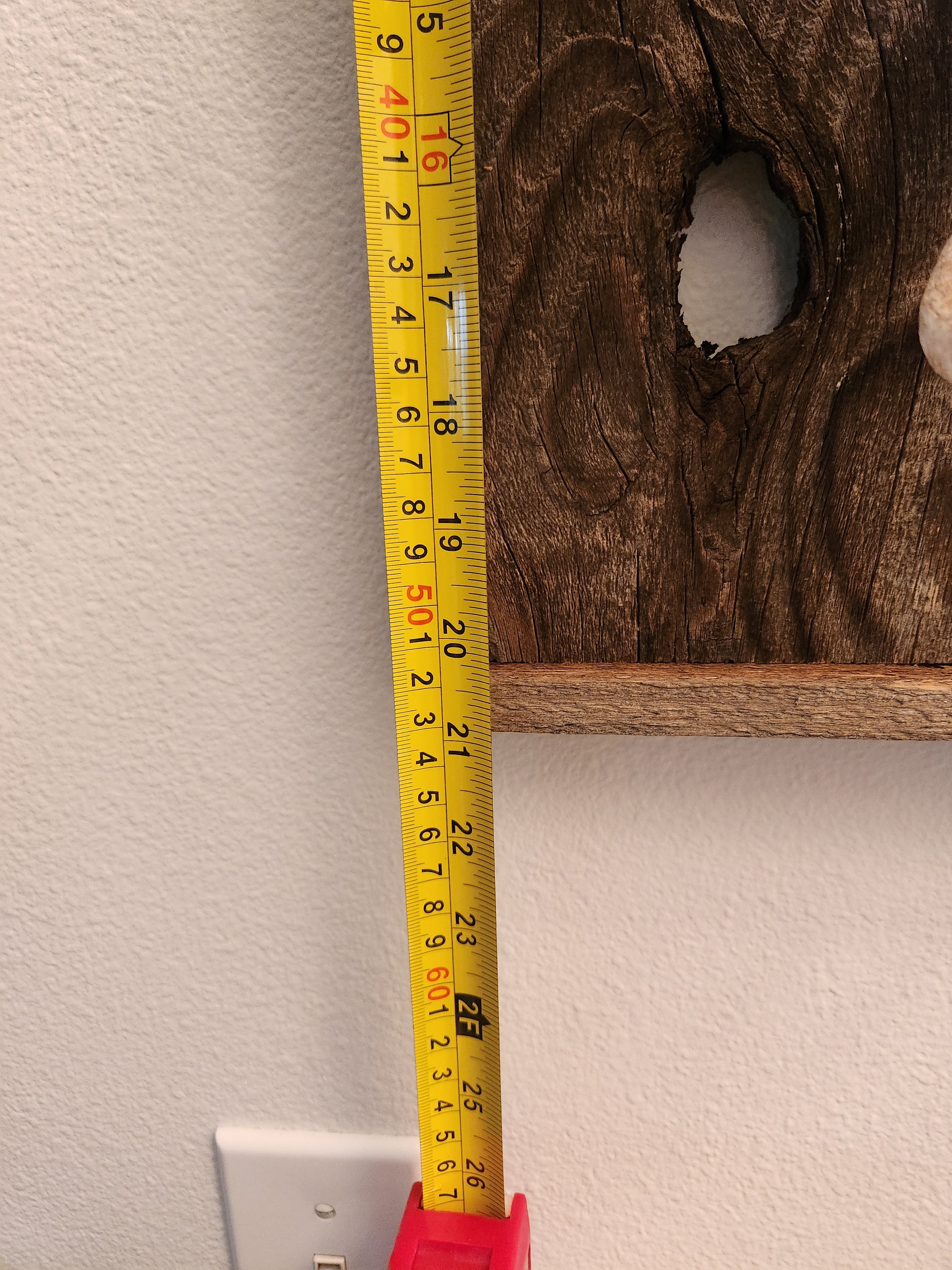 Bald-faced Hornet Paper Nest With Mule Deer Antler - Etsy