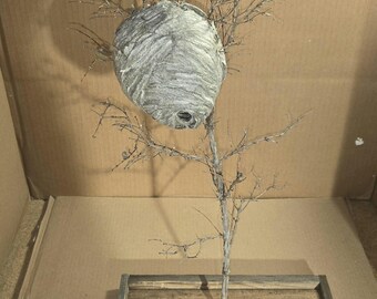 Bald-faced Hornet Paper Nest With Mule Deer Antler - Etsy