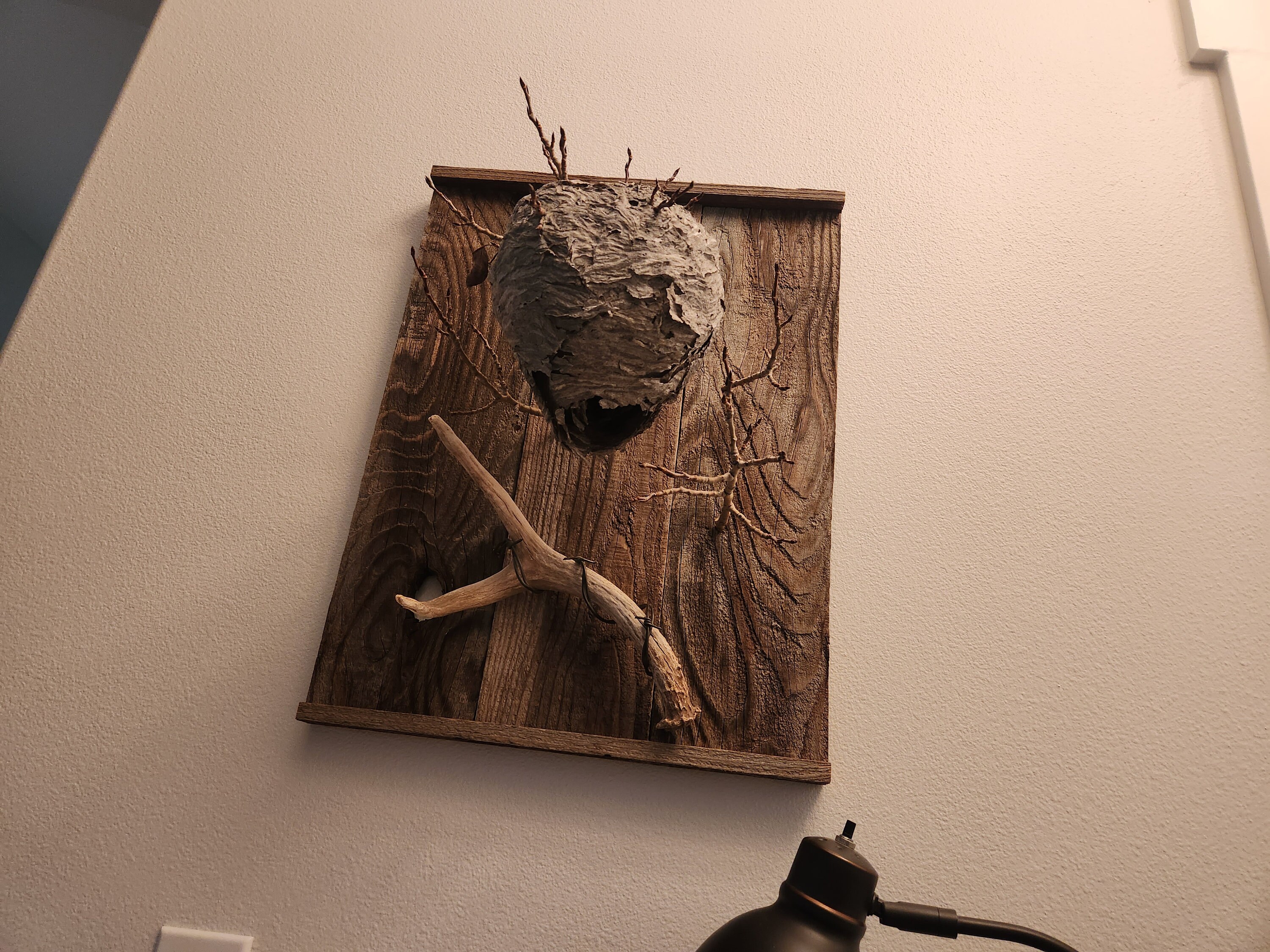 Bald-faced Hornet Paper Nest With Mule Deer Antler - Etsy