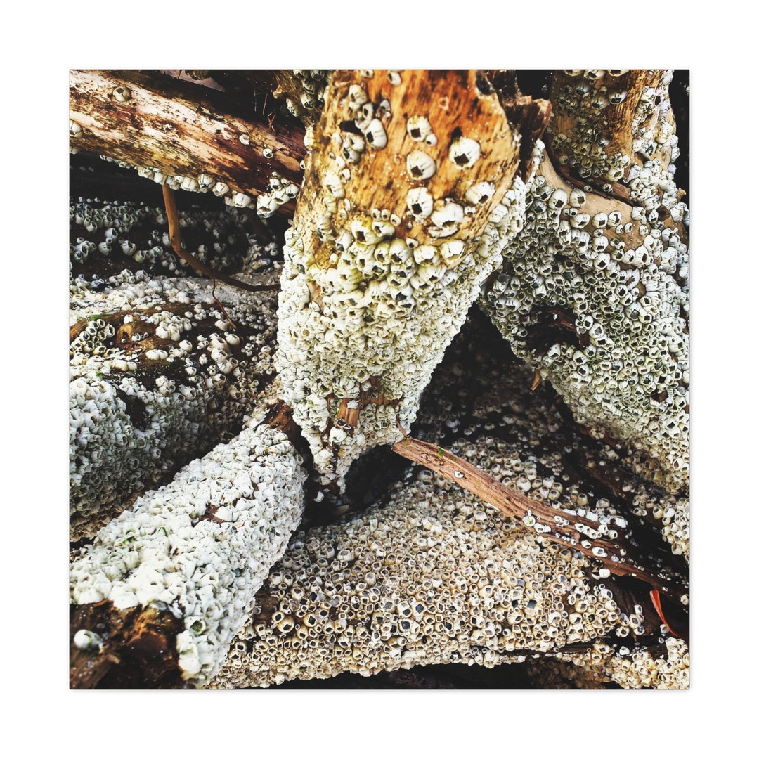 Coastal Relics: Barnacle-adorned Driftwood off Dauphin Island Canvas ...