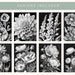 Garden Blooms Set 1 Floral Coloring Sheet Set, Printable, Adult ...
