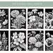 Garden Blooms Set 1 Floral Coloring Sheet Set, Printable, Adult ...