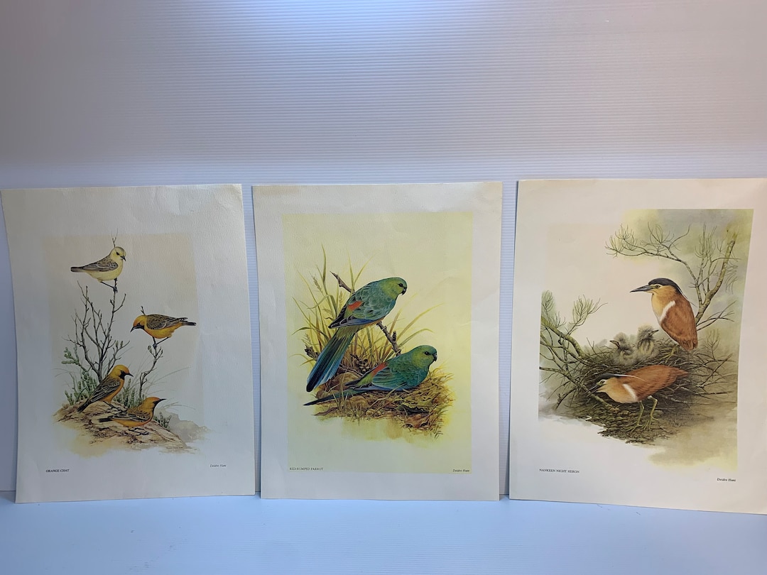 Bird Prints Vintage Set of 3 Australian Birds - Etsy
