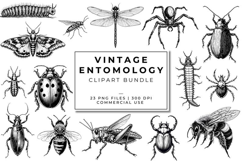 Vintage Entomology Clipart Bundle | Insect Pngs | Antique Bug ...