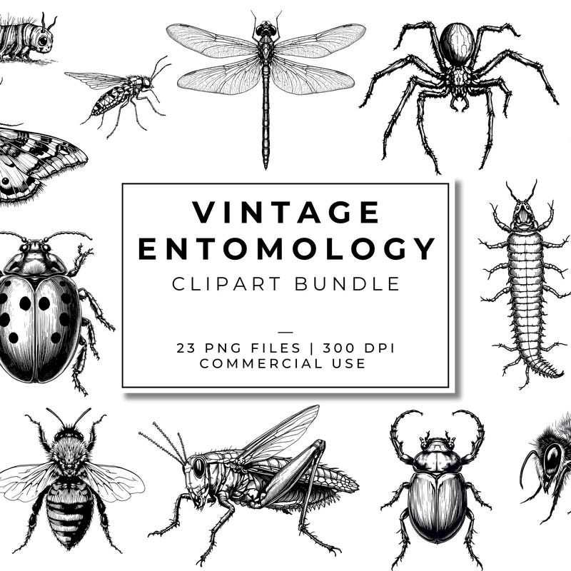 Antique Entomology - Etsy