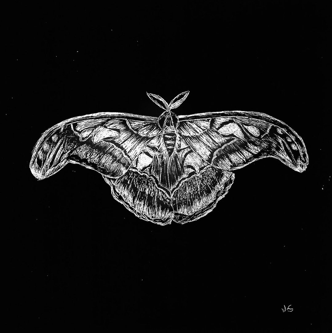 Atlas Moth Scratchboard - Etsy