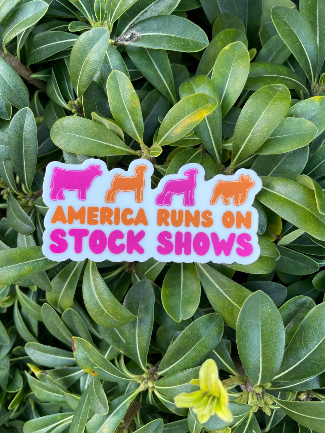America Runs on Stock Shows Sticker / Livestock Sticker / Stock Shows ...