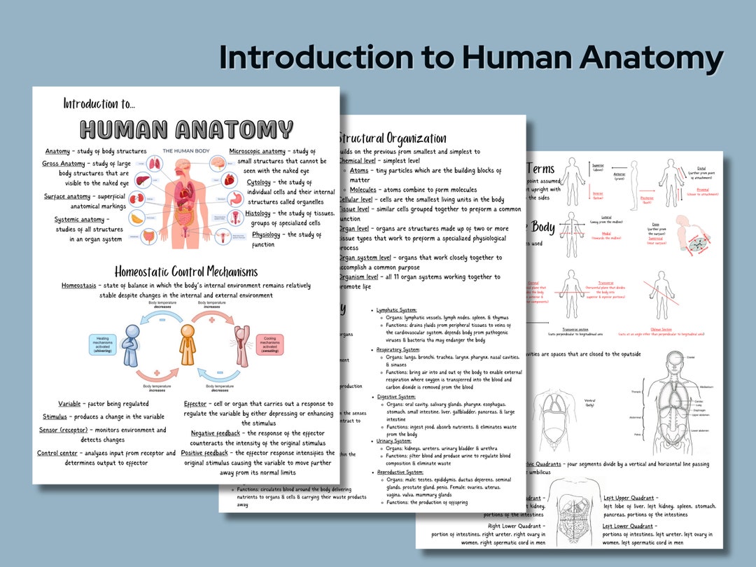 Introduction to Human Anatomy Human Anatomy PDF Document - Etsy