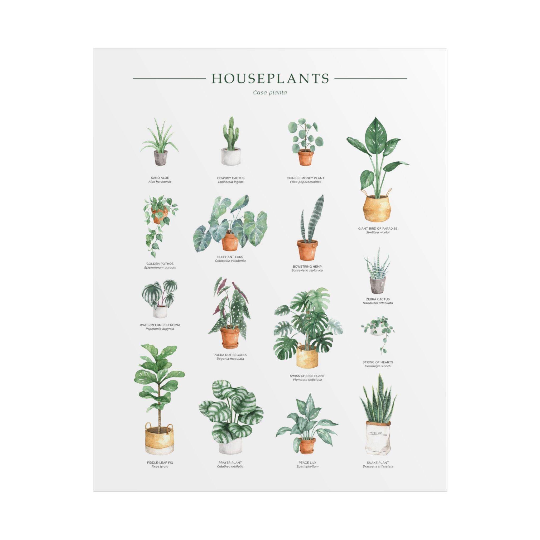Houseplants Chart Wall Art Print - Etsy