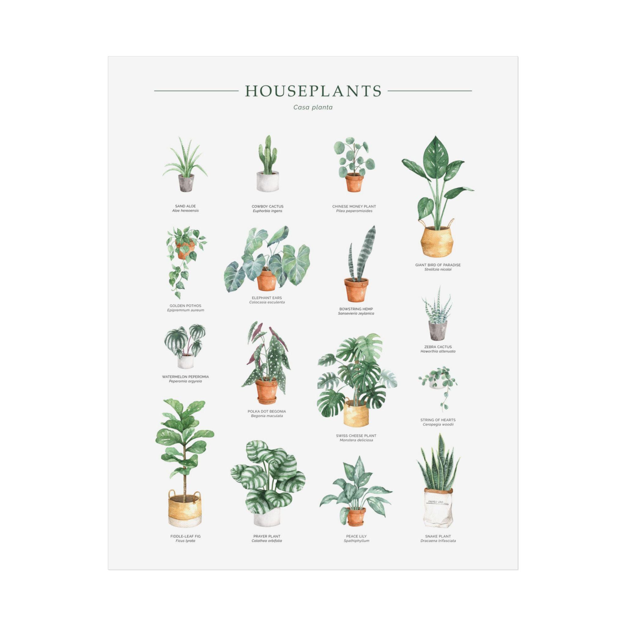 Houseplants Chart Wall Art Print - Etsy