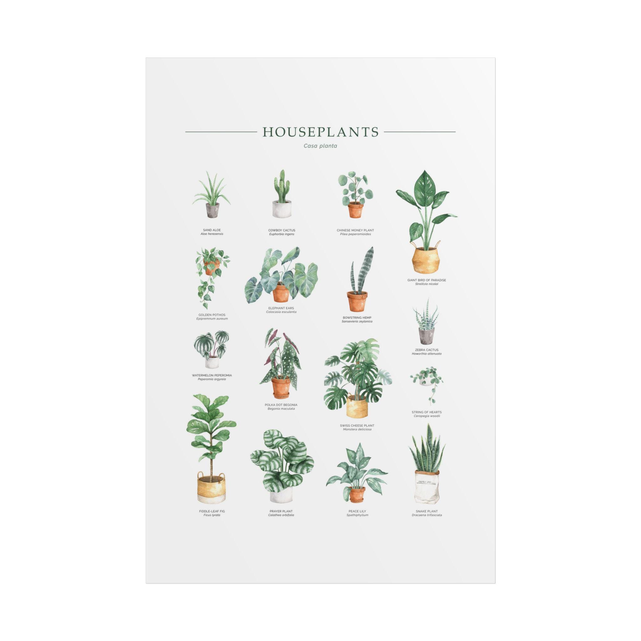 Houseplants Chart Wall Art Print - Etsy
