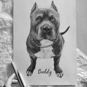 Custom Pet Portrait, Pencil Drawing From Photo, Hand Drawn Pets ...