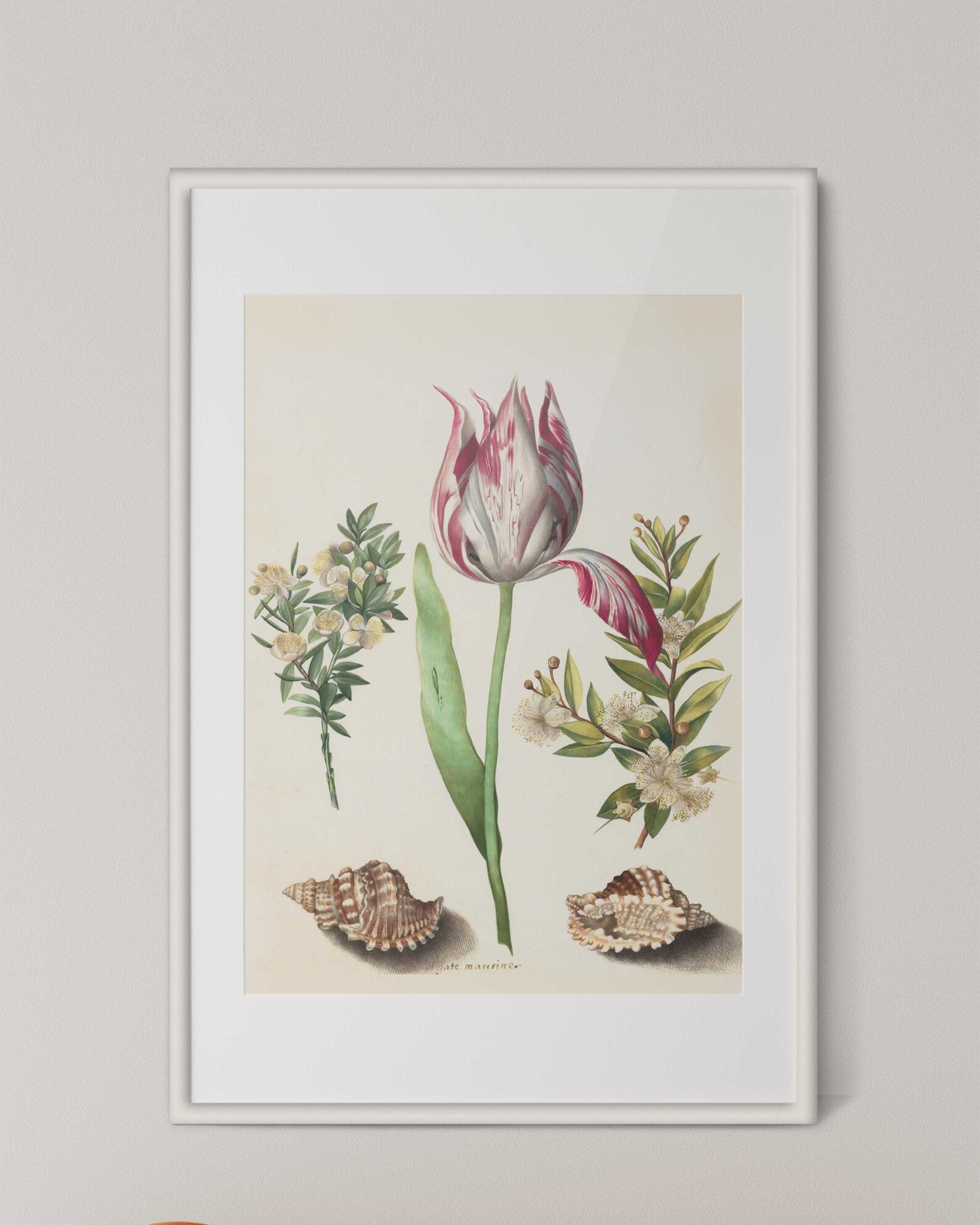 Vintage Botanical,wall Art , Downloadable Digital/ Tulip, Two Branches ...