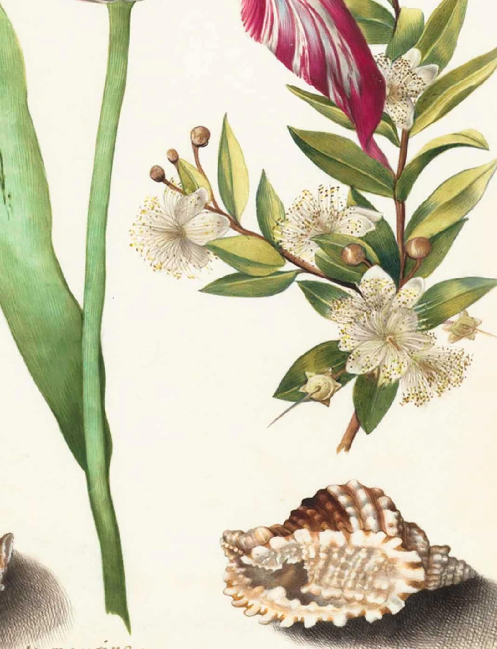 Vintage Botanical,wall Art , Downloadable Digital/ Tulip, Two Branches ...