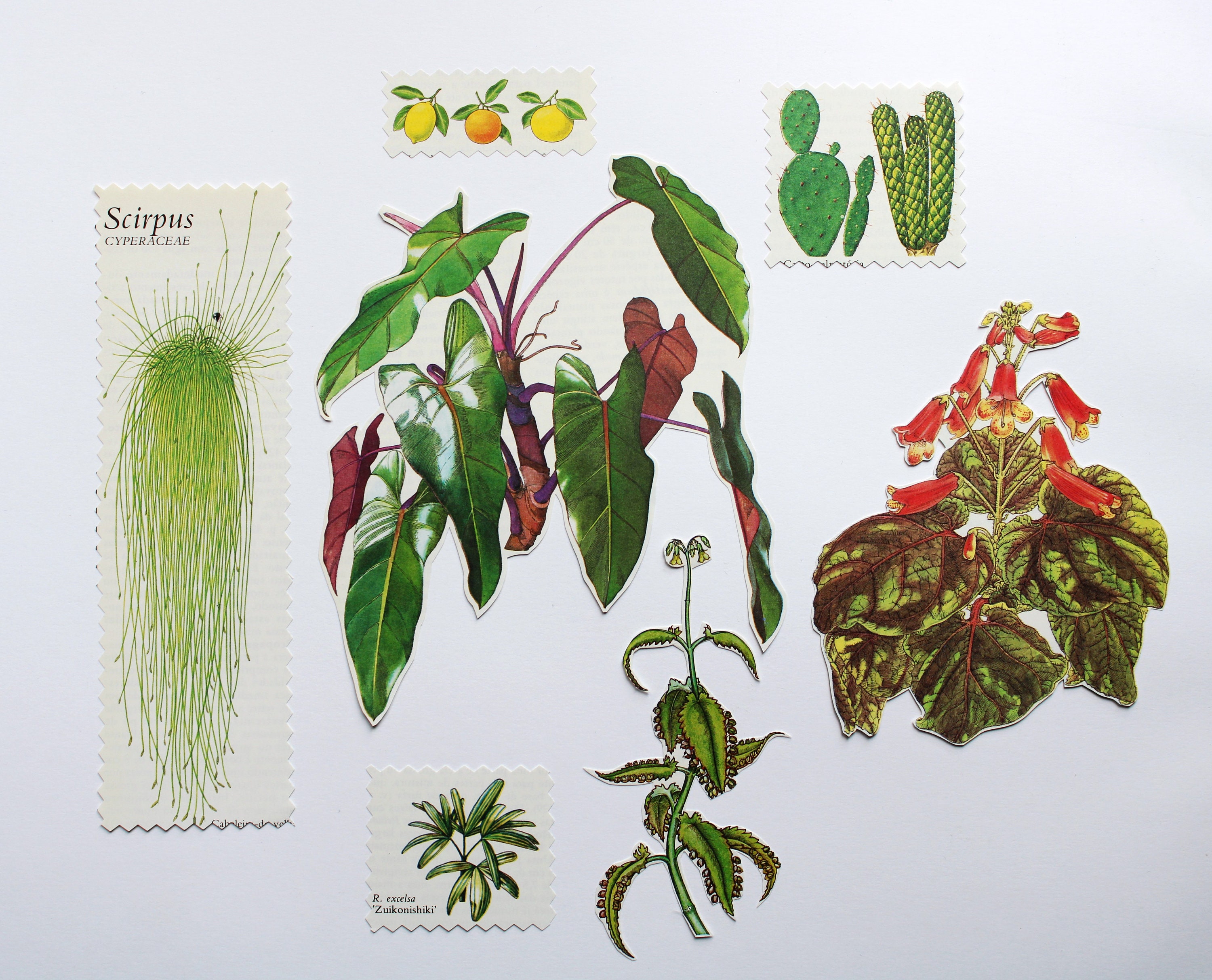 40 Vintage Cut Outs From Original 90s Book, Hand Cut, Botany Theme ...
