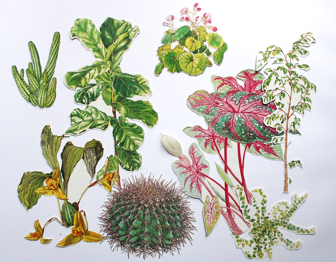 40 Vintage Cut Outs From Original 90s Book, Botany Theme, Flowers and ...