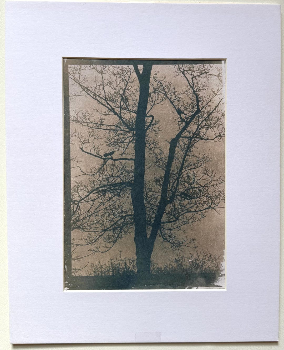 Toned Cyanotype Print, Moody November Tree With Crows, Matted 8x10 - Etsy