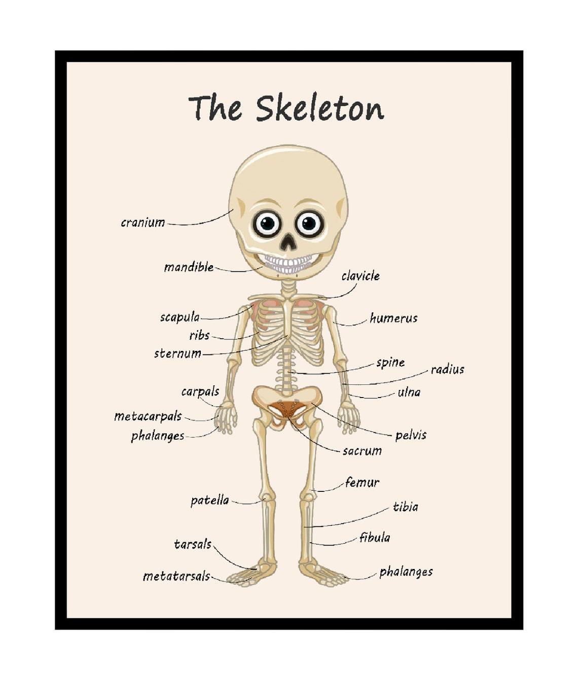 The Skeleton Poster Human Skeleton Print Learning Materials Art Gift ...