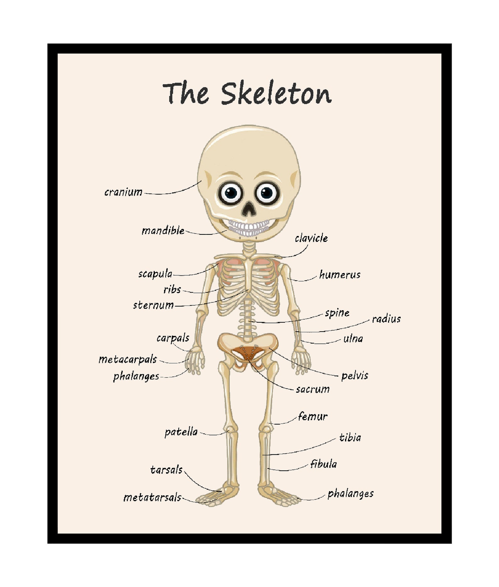 The Skeleton Poster Human Skeleton Print Learning Materials Art Gift ...