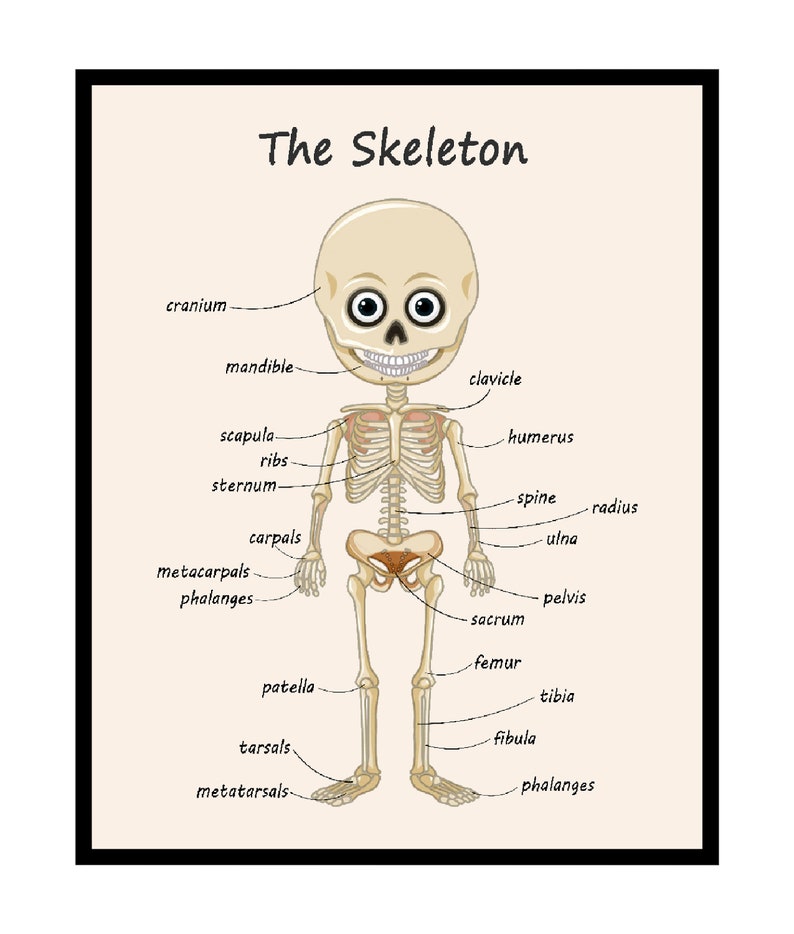 The Skeleton Poster Human Skeleton Print Learning Materials Art Gift for Students & Teacher ...