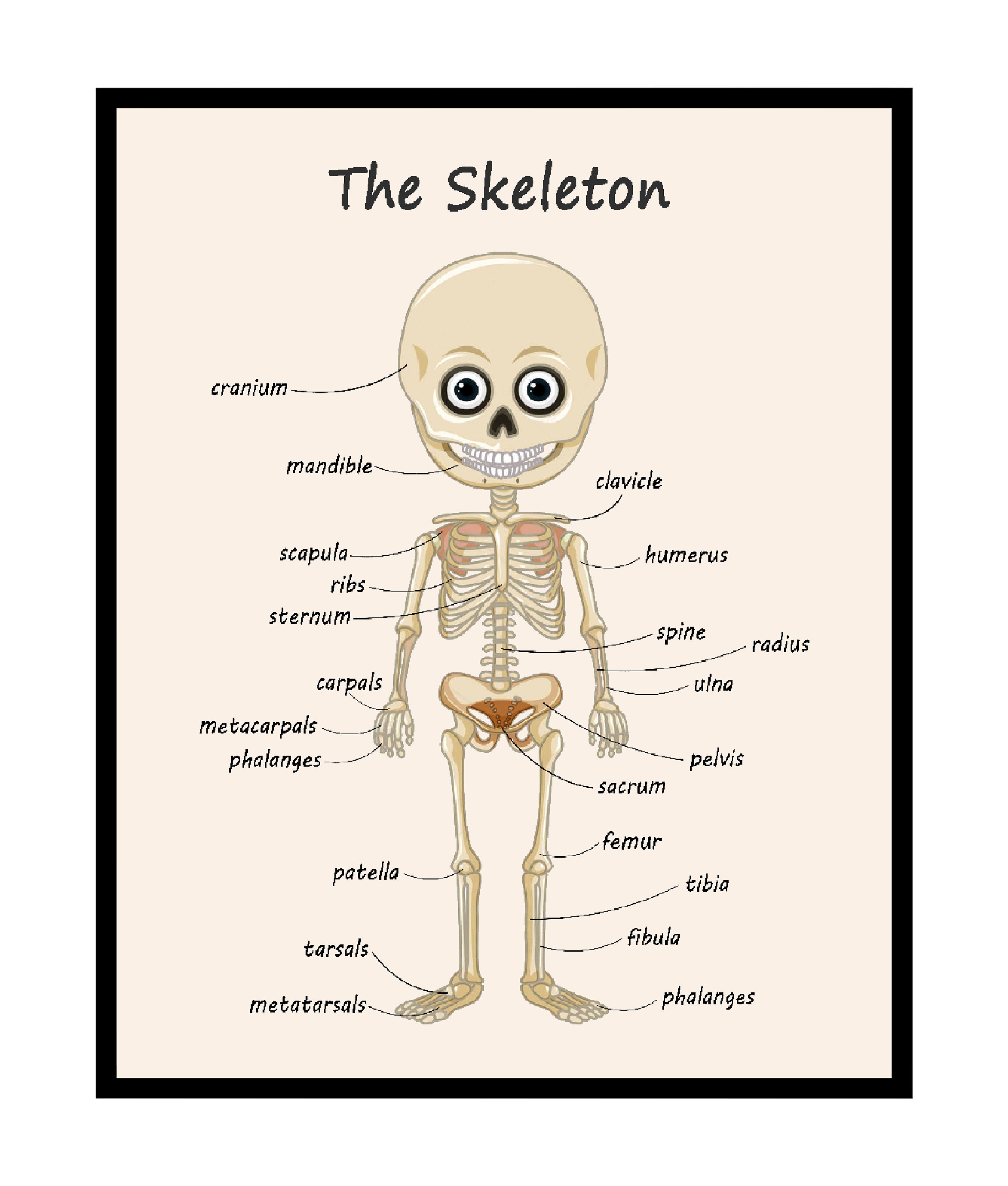 The Skeleton Poster Human Skeleton Print Learning Materials Art Gift ...