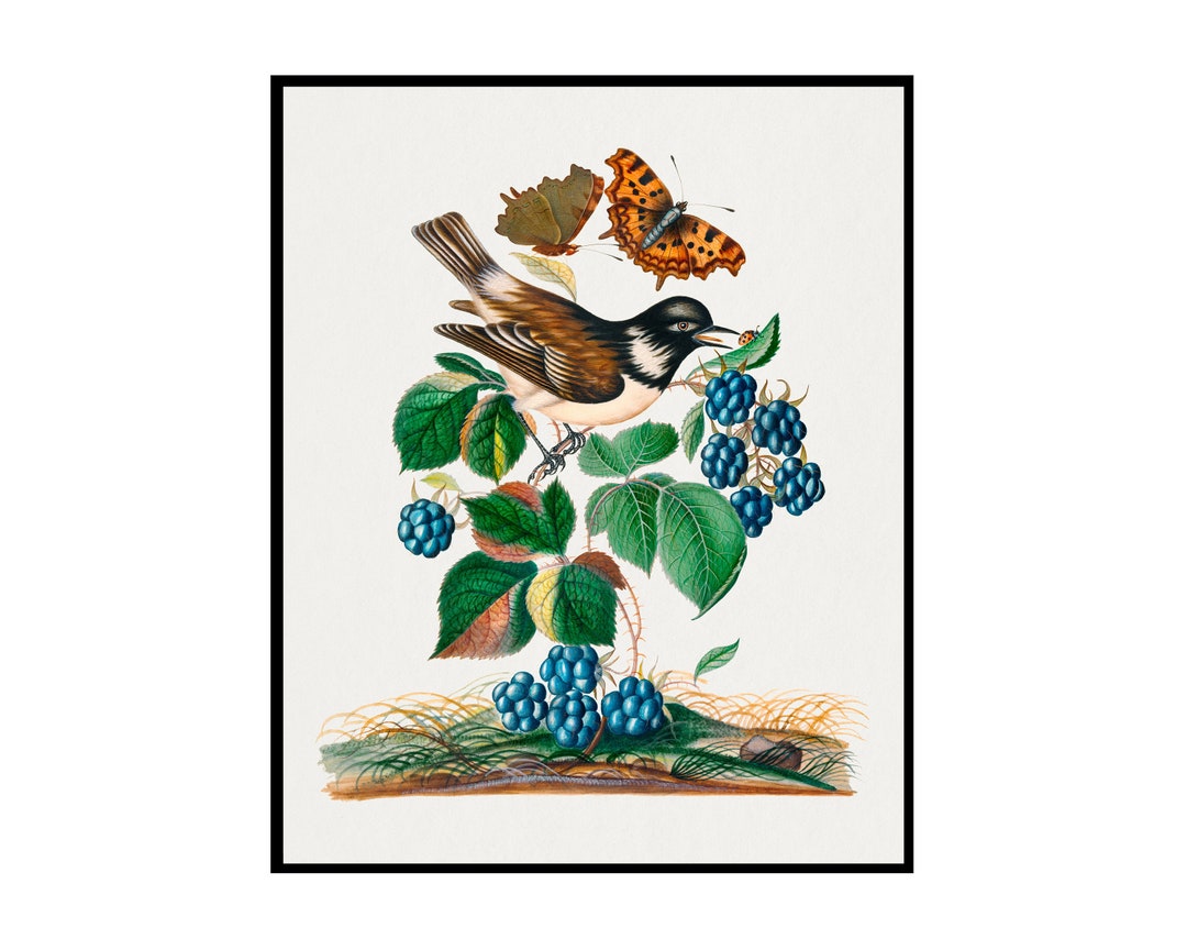 Vintage White Cheeked Starling Poster Retro Bird and Brambleberry Print ...