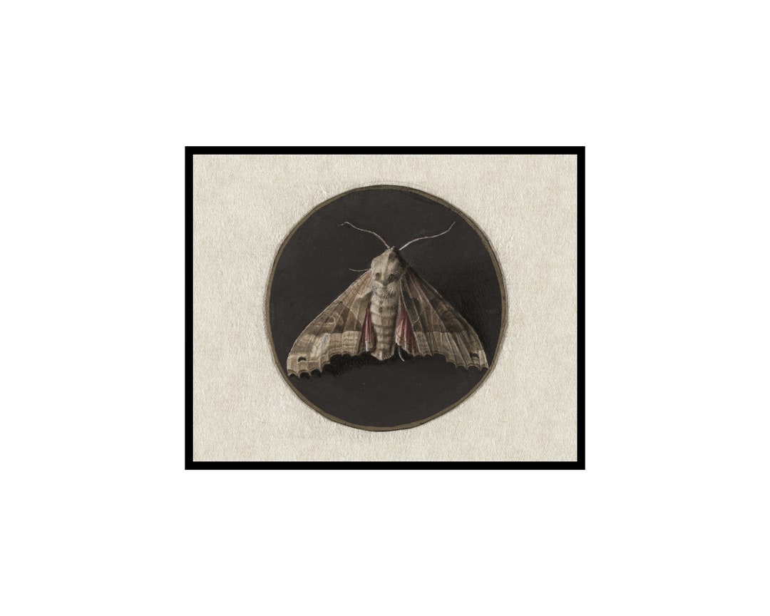 Vintage Moth Poster - Retro Rustic Moth Print - Moody Butterfly Art ...