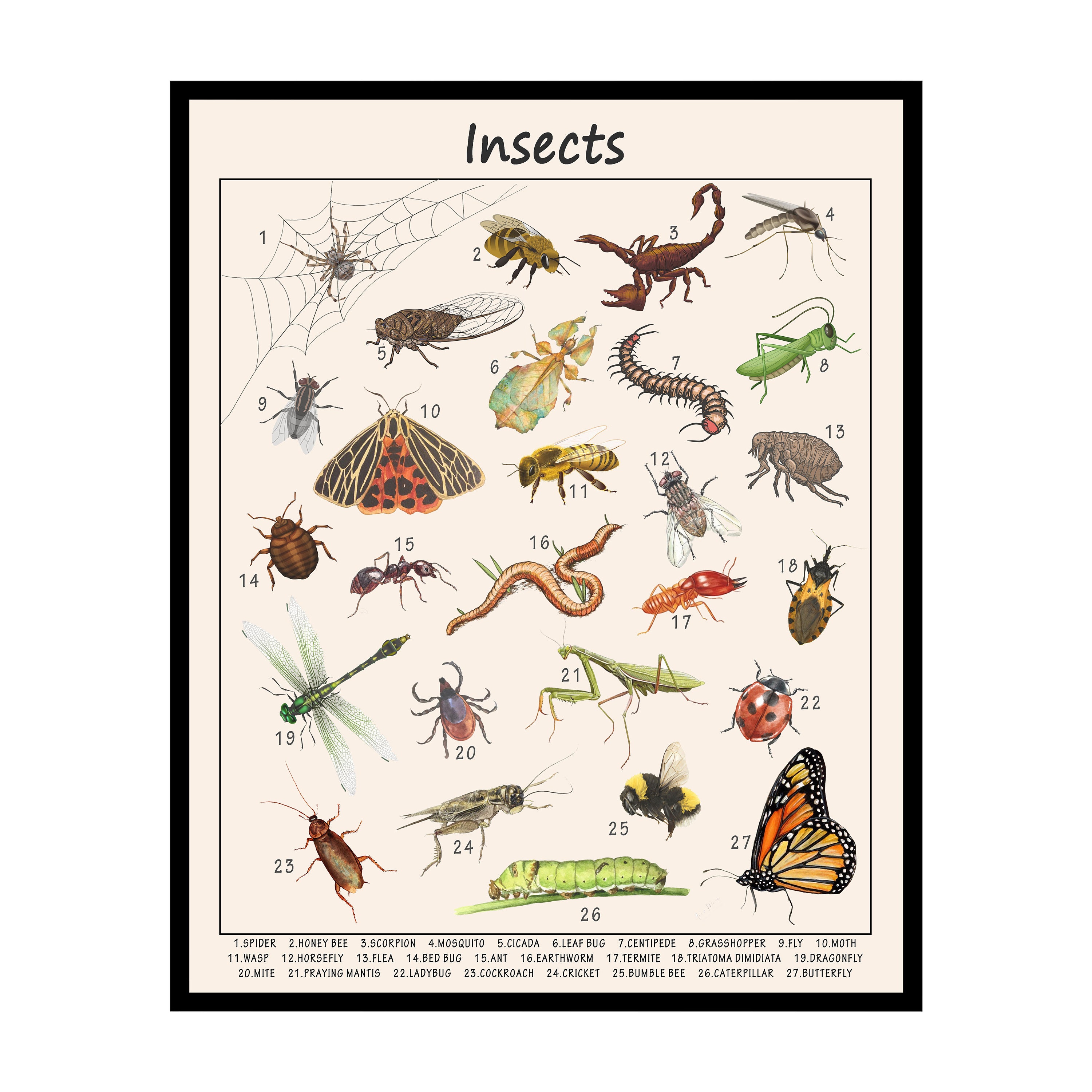 Insects Poster Educational Print Learning Materials Art Gift for ...
