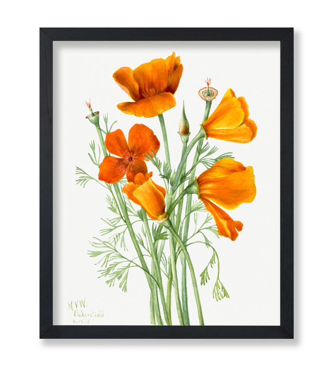 Retro California Poppy Poster - Vintage Flower Print - Bedroom Decor ...