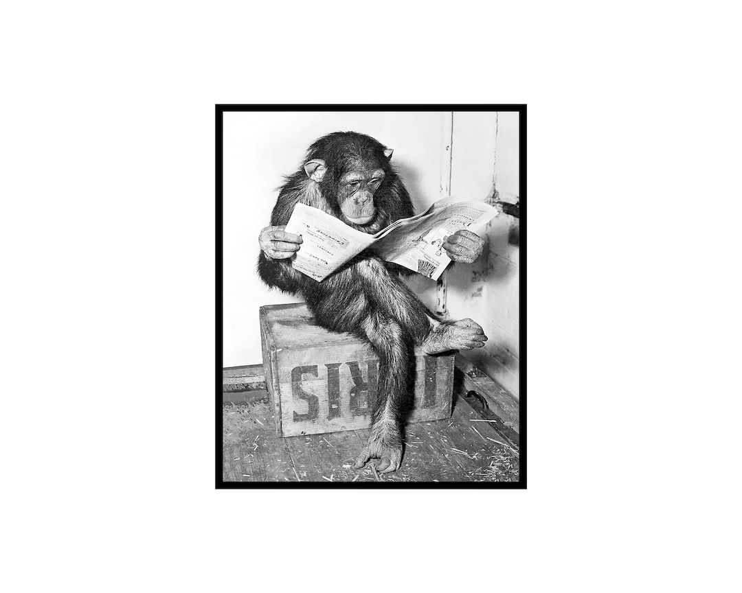 Chimpanzee Poster Monkey Reading Newspaper Print Monkey Wall Art Gift ...