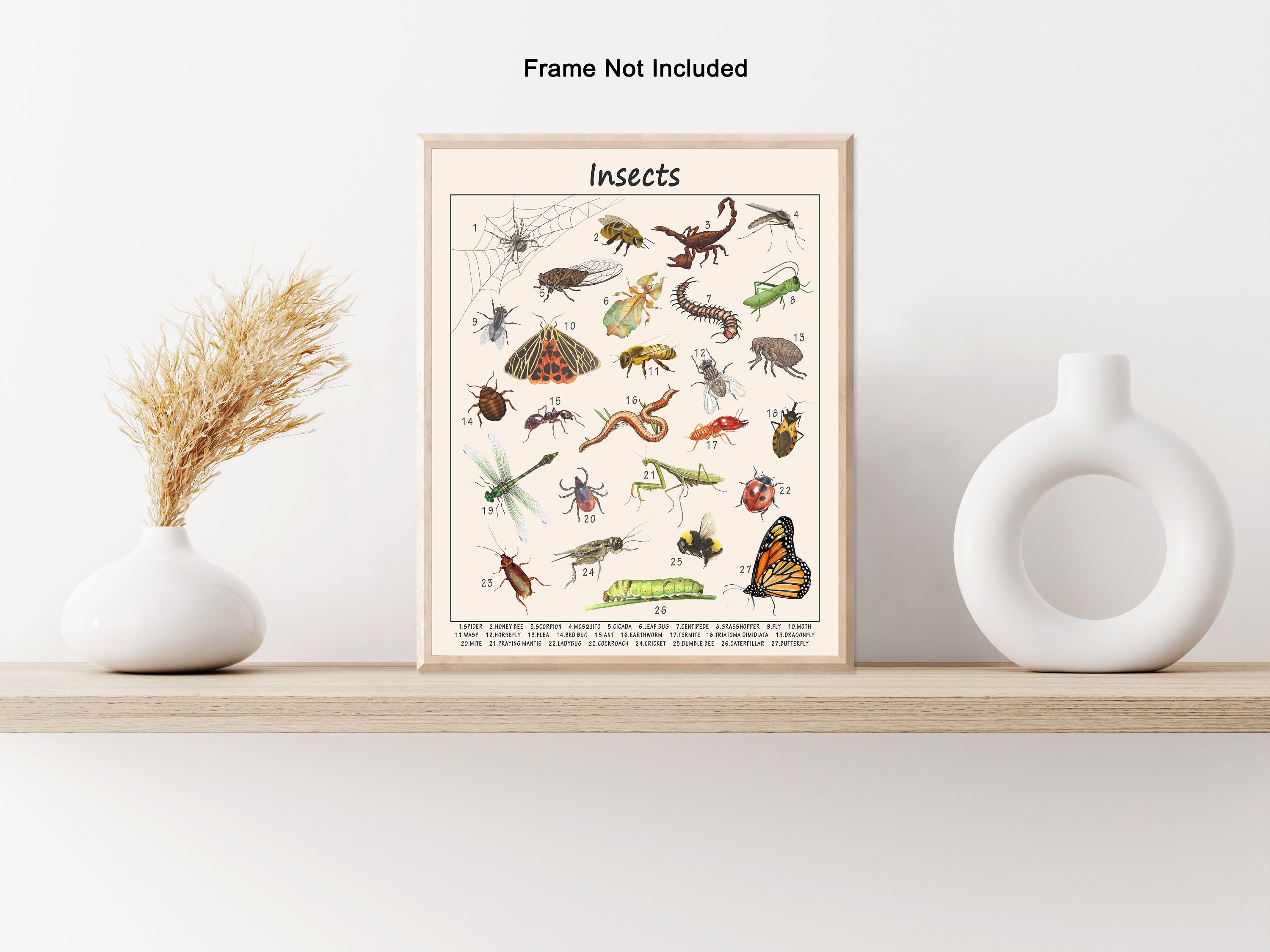 Insects Poster Educational Print Learning Materials Art Gift for ...