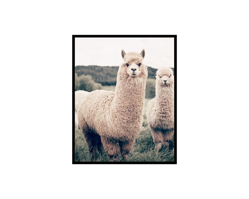 Alpaca Poster Alpacas on Grassland Print Photography Art Gift for ...