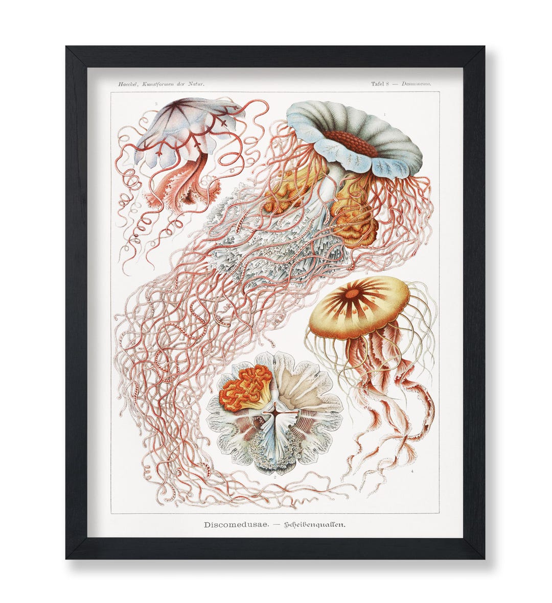 Ernst Haeckel Poster - Haeckel Discomedusae Print - Jellyfish Art ...