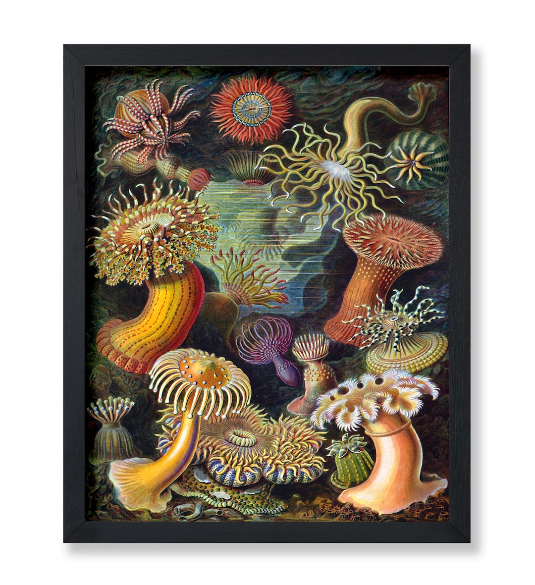Ernst Haeckel Poster - Haeckel Actiniae Print - Sea Anemone Art ...