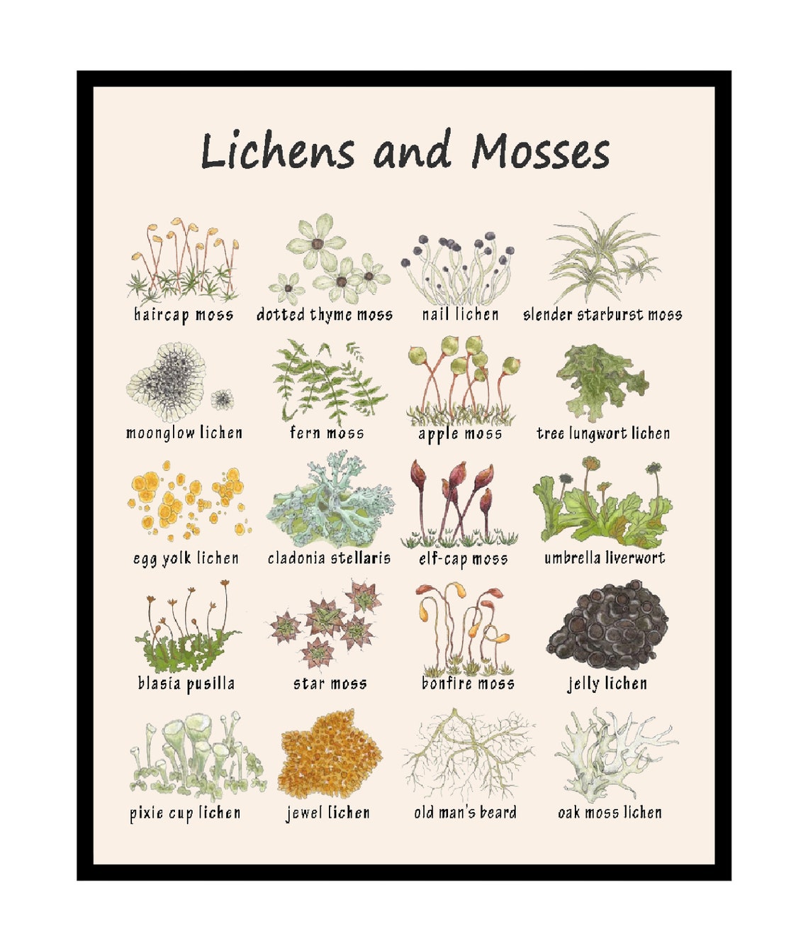 Lichens & Mosses Poster Educational Print Learning Materials Art Gift ...