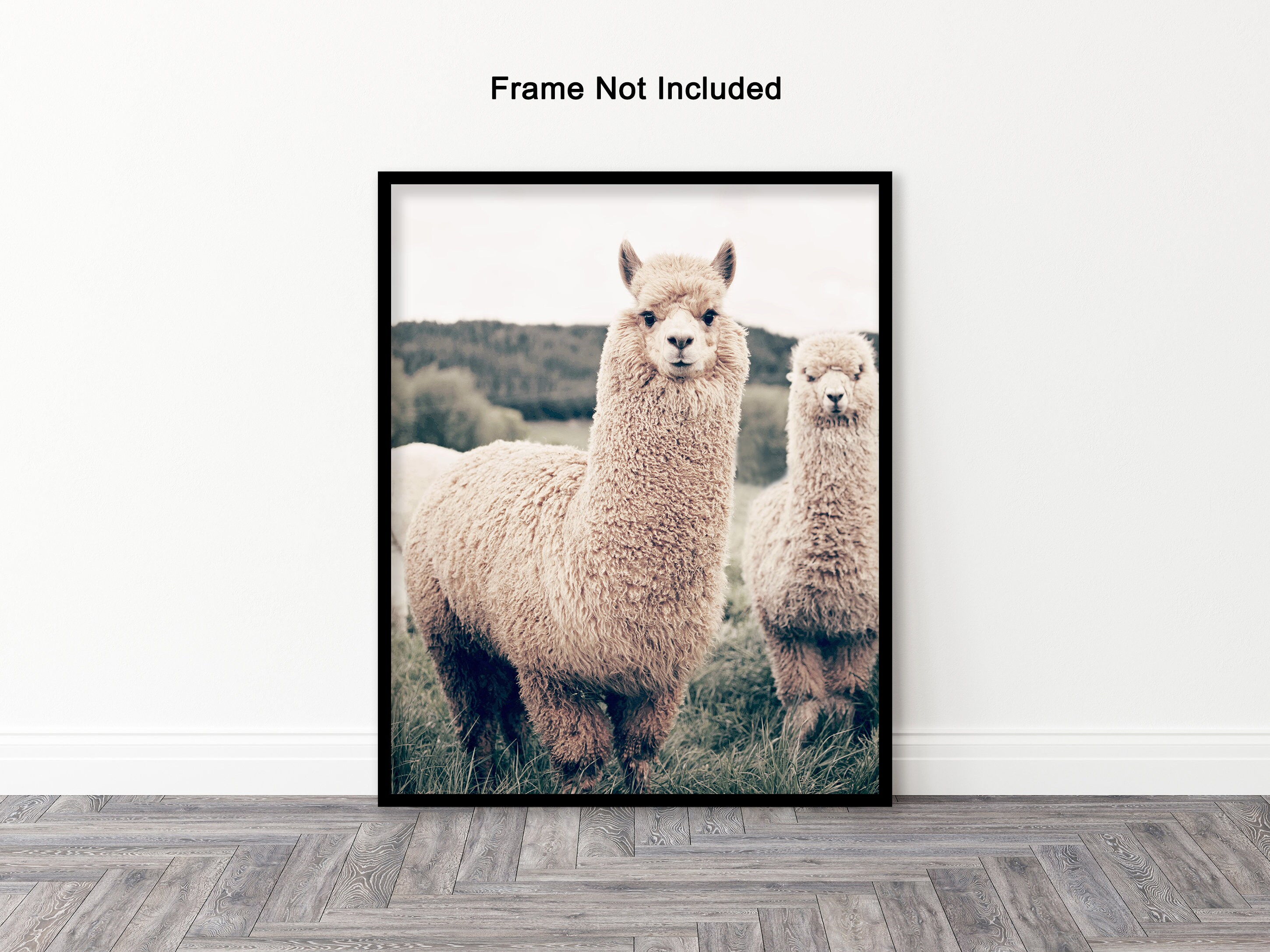 Alpaca Poster Alpacas on Grassland Print Photography Art Gift for ...