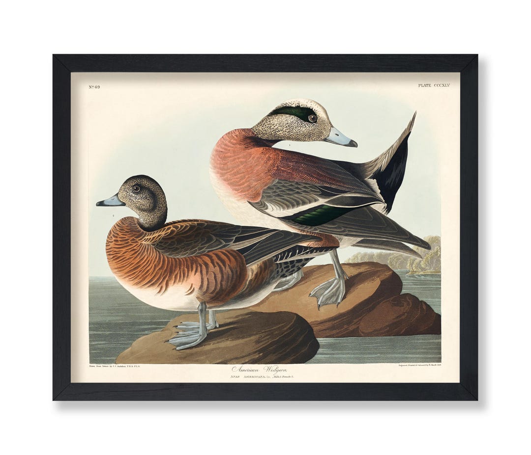 Vintage James Audubon Poster - Retro American Widgeon Print - Birds of ...