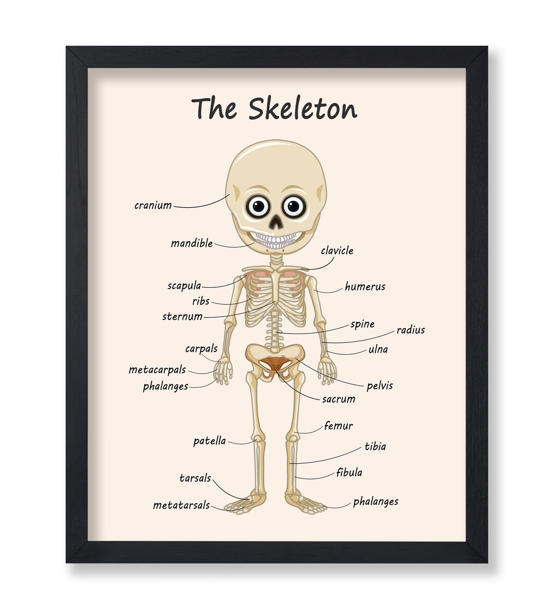 The Skeleton Poster - Human Skeleton Print - Learning Materials Art ...