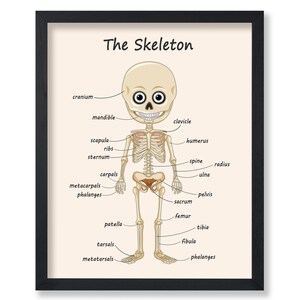 The Skeleton Poster - Human Skeleton Print - Learning Materials Art ...