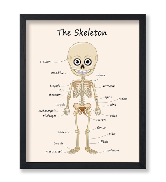 Human Body Bones Labeled