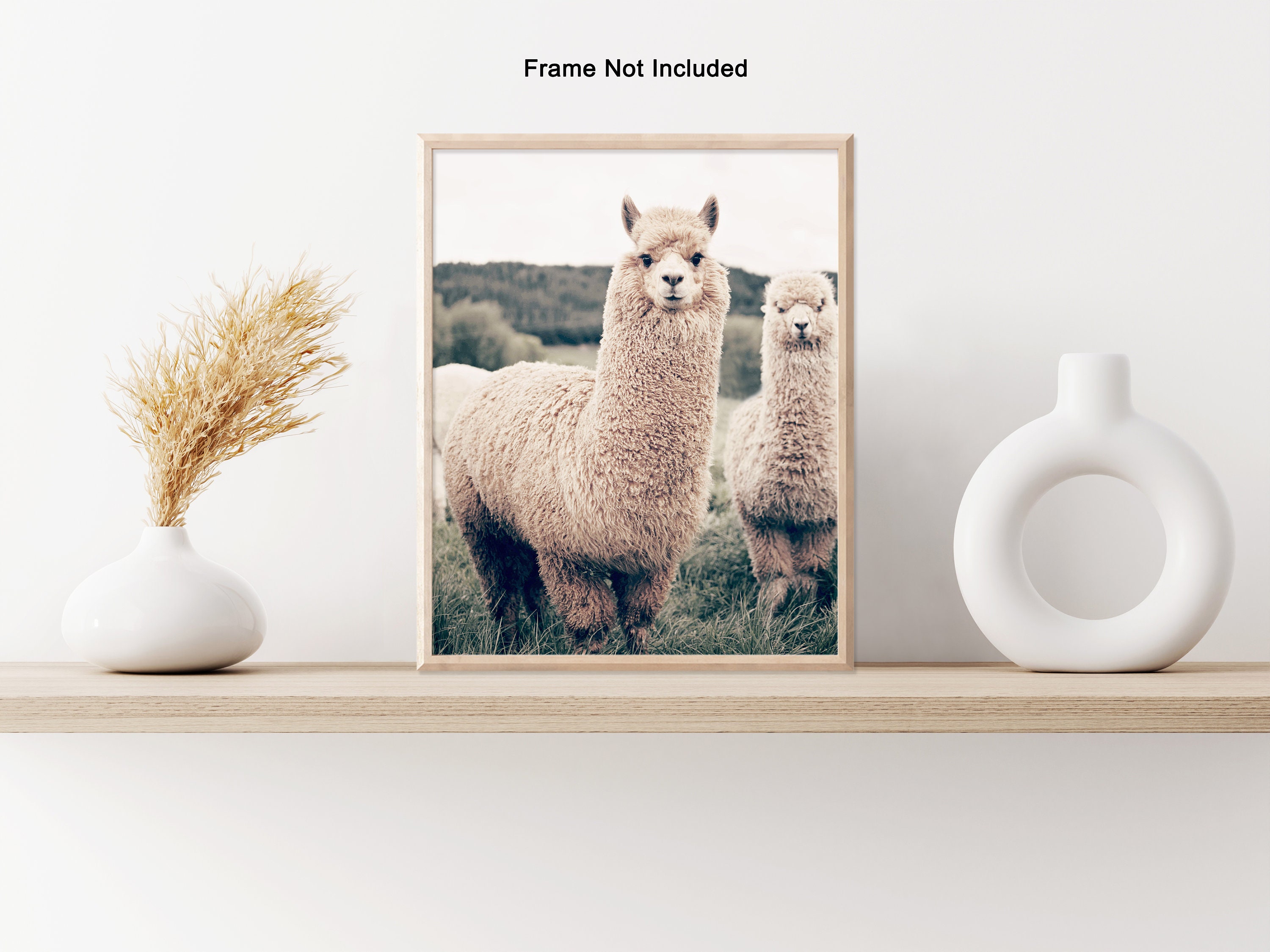 Alpaca Poster Alpacas on Grassland Print Photography Art Gift for ...
