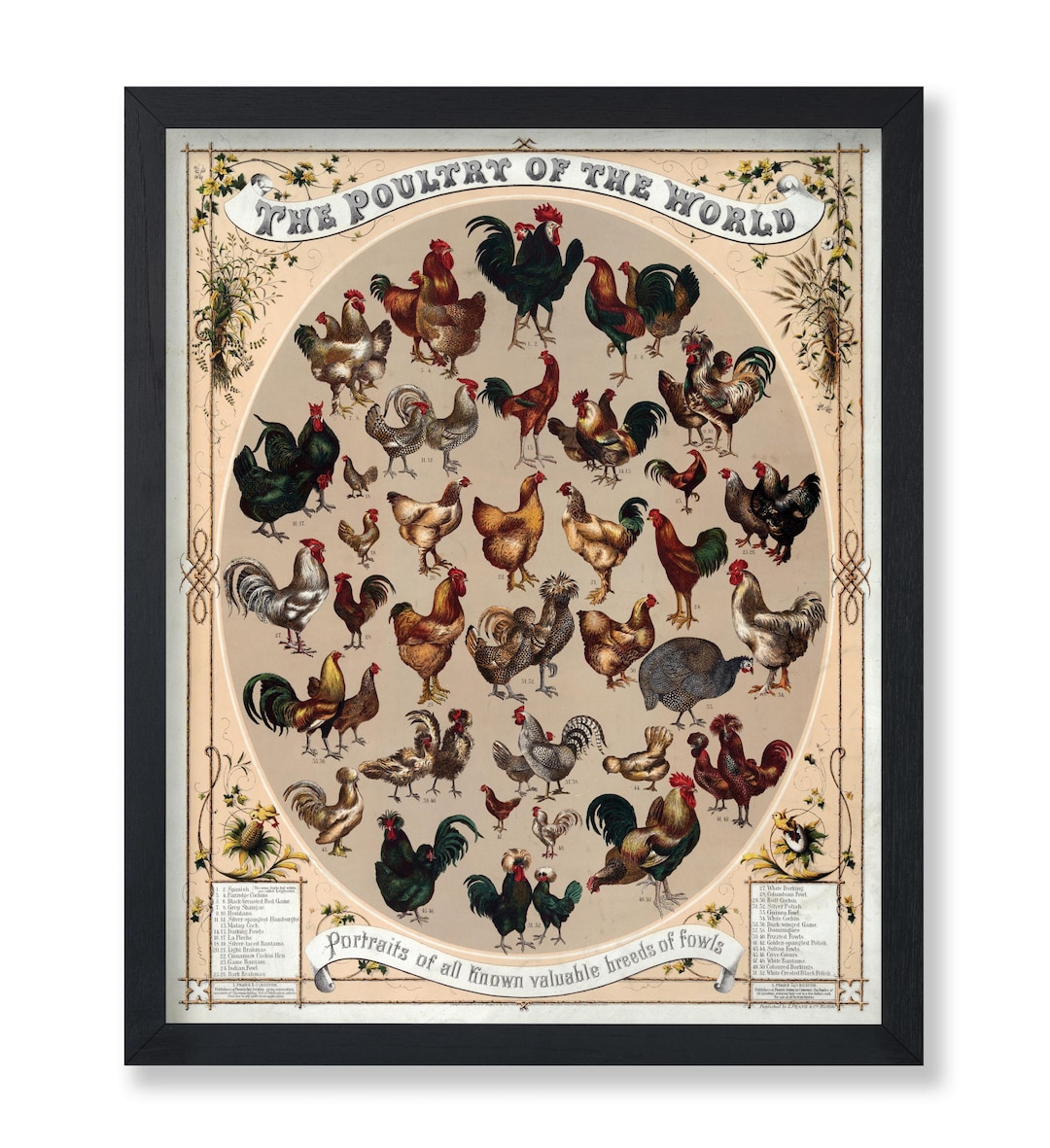 Vintage Poultry of the World Poster - Retro Chicken Print - Hen Breeds ...