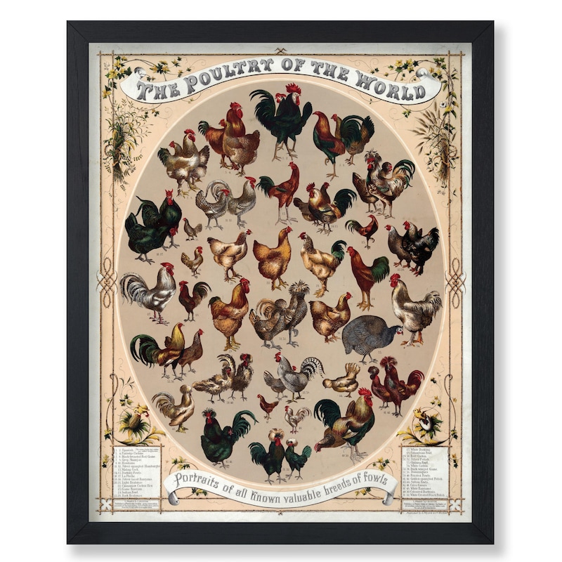 Chicken Breeds Poster - Etsy