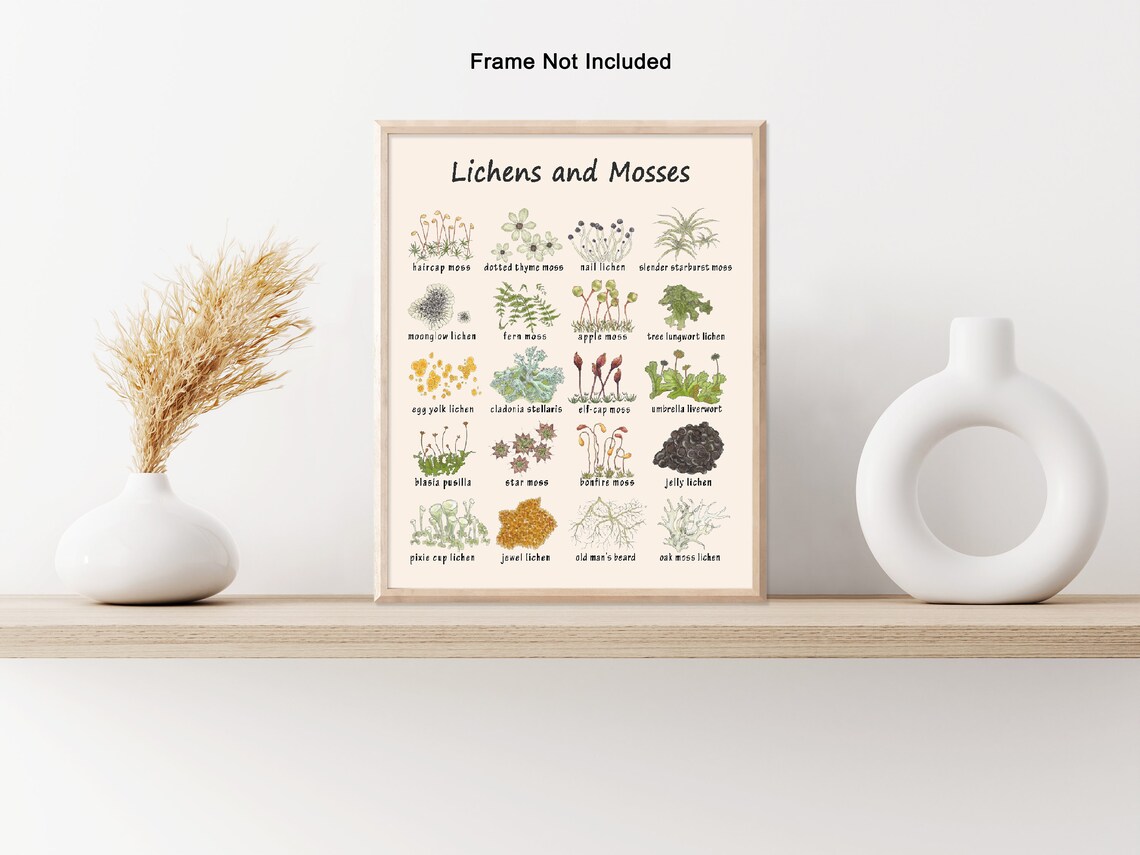 Lichens & Mosses Poster Educational Print Learning Materials Art Gift ...