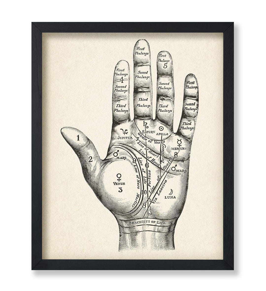 Vintage Palm Reading Chart, Unframed Art Print Poster, Vintage ...