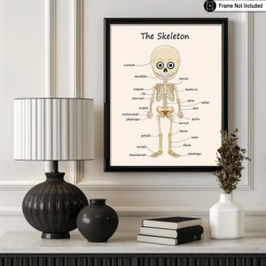 The Skeleton Poster - Human Skeleton Print - Learning Materials Art ...