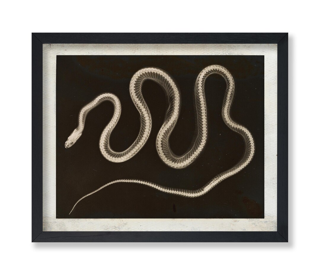 Vintage Snake Poster - Retro X-ray Snake Print - Serpent Art - Reptile ...